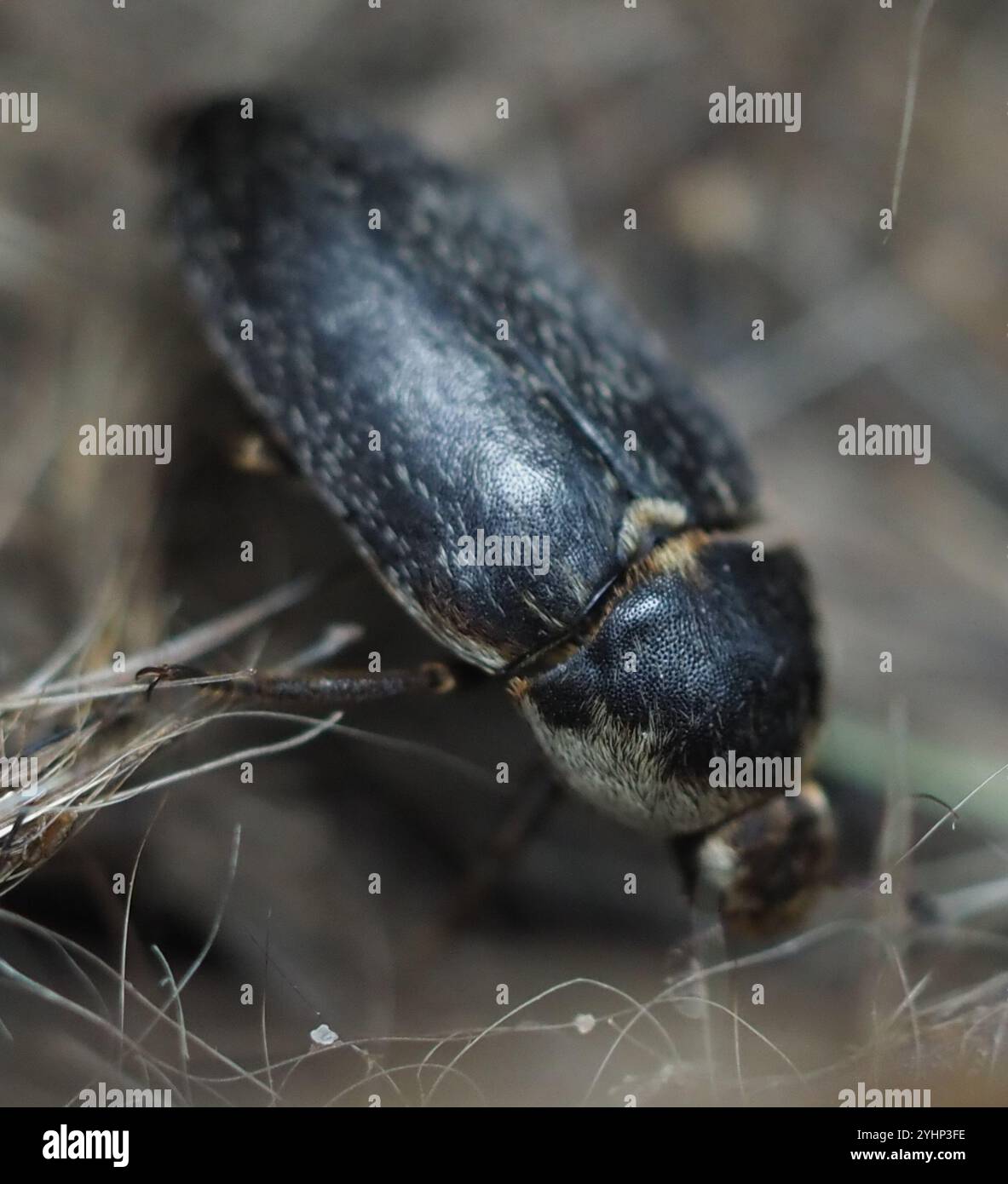 Fringed Larder Beetle (Dermestes frischii Stock Photo - Alamy