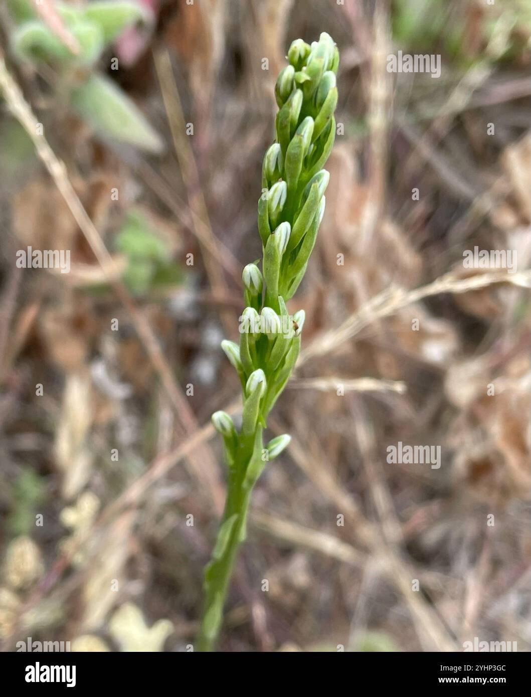 Elegant piperia hi-res stock photography and images - Alamy