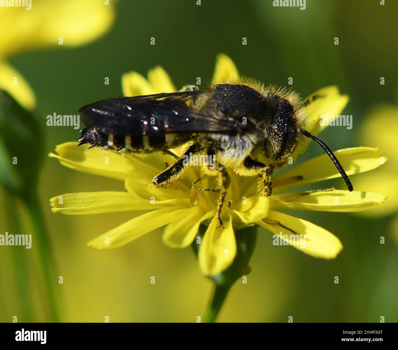 Grooved Sharp-tail Bee (Coelioxys conicus Stock Photo - Alamy