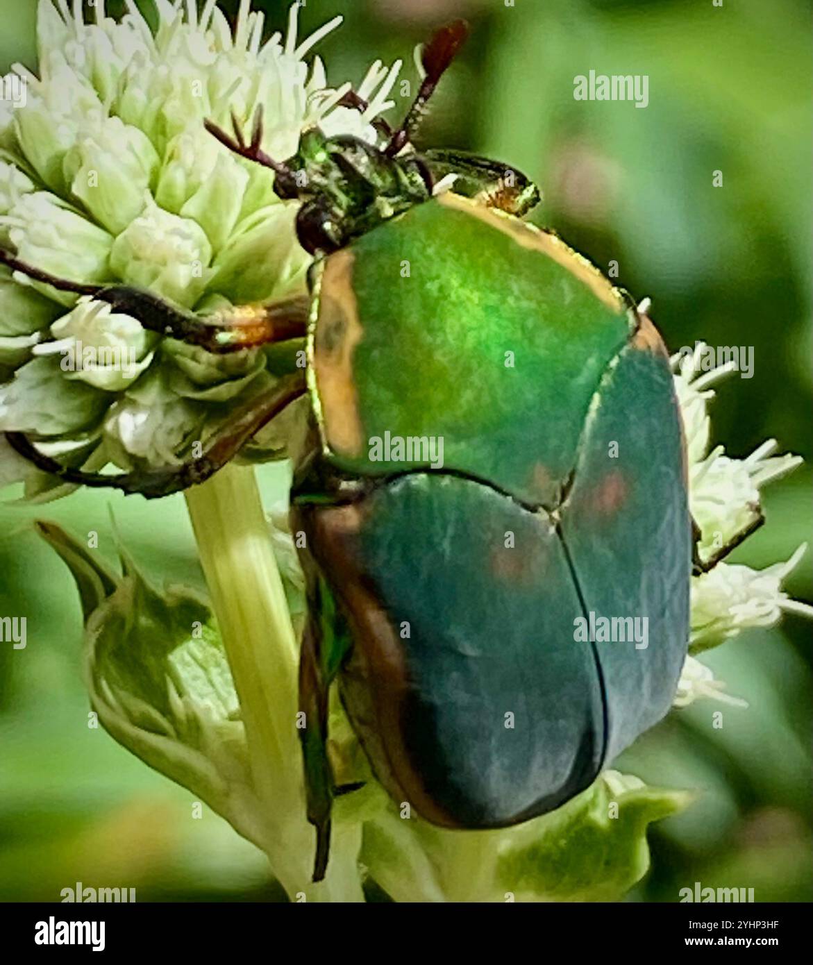 Common Green June Beetle (Cotinis nitida Stock Photo - Alamy