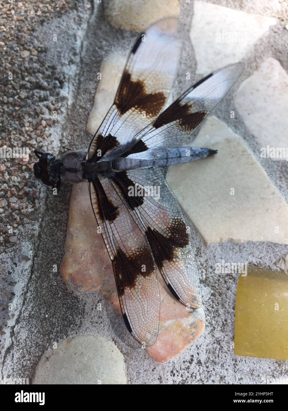 Eight-spotted Skimmer (Libellula forensis Stock Photo - Alamy