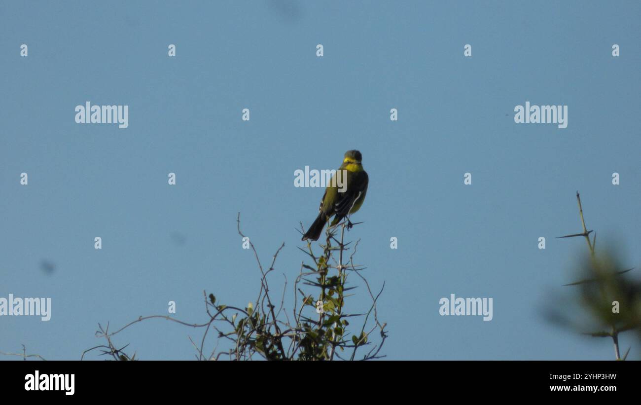 Yellow-browed Tyrant (Satrapa icterophrys Stock Photo - Alamy
