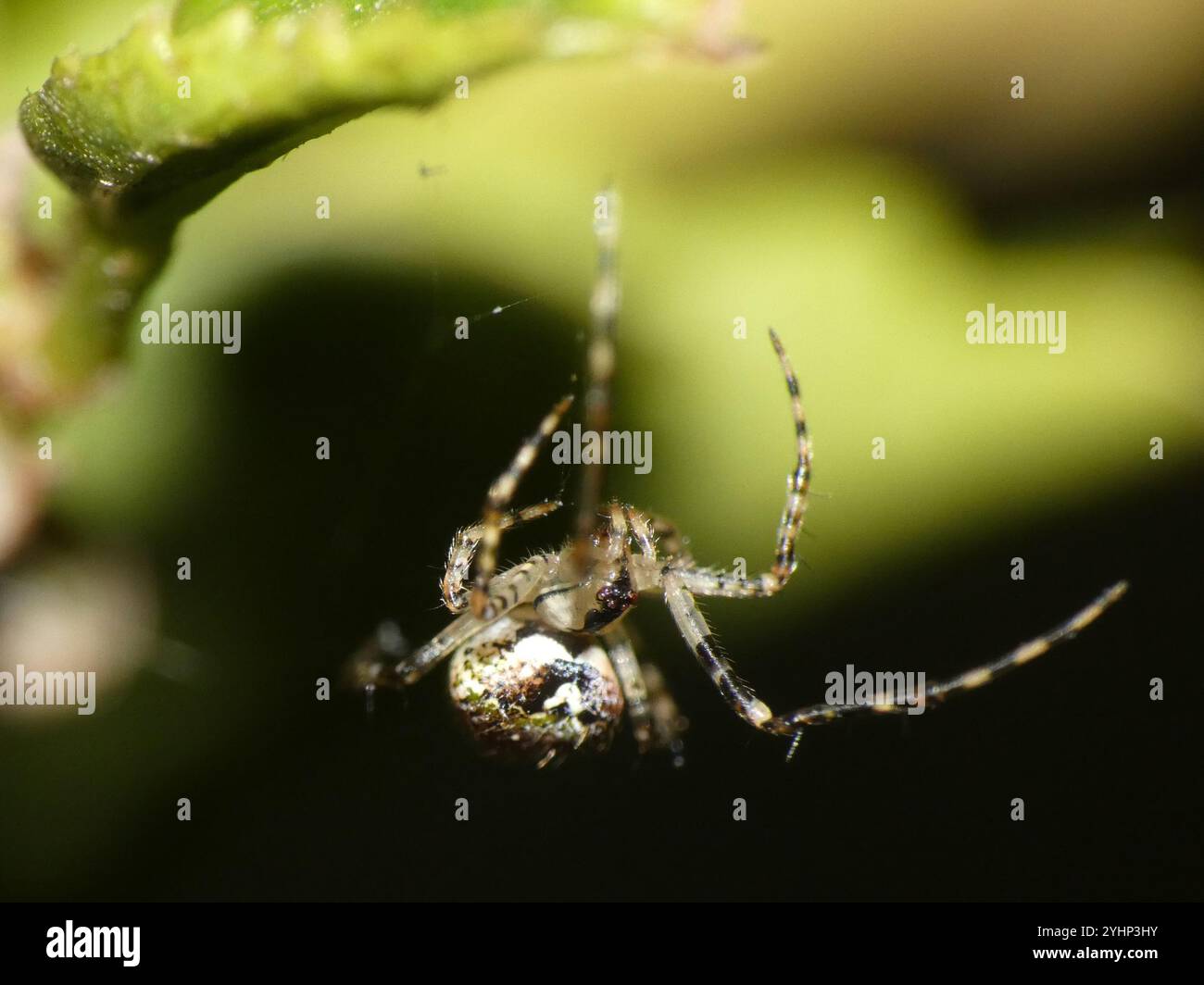 Cannibal Spiders (Mimetus Stock Photo - Alamy