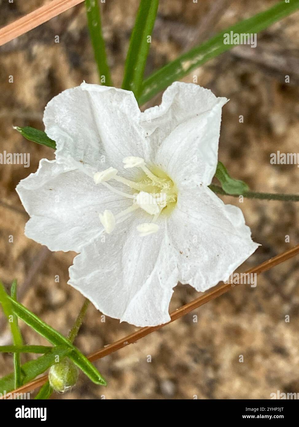 southeastern Pickering's dawnflower (Stylisma pickeringii pickeringii ...