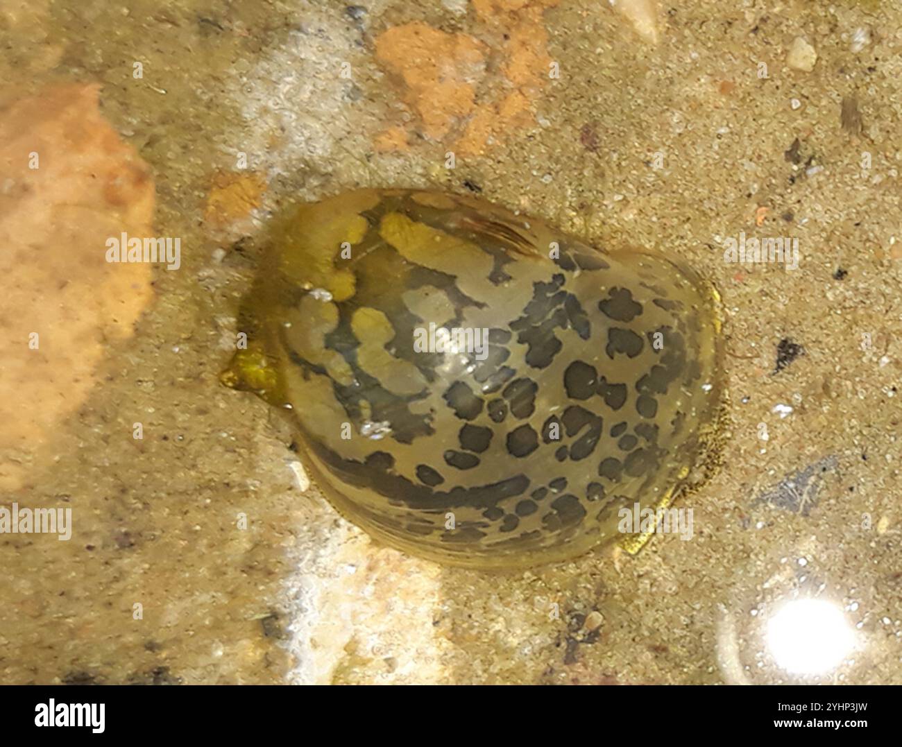 Big-eared Radix (Radix auricularia Stock Photo - Alamy
