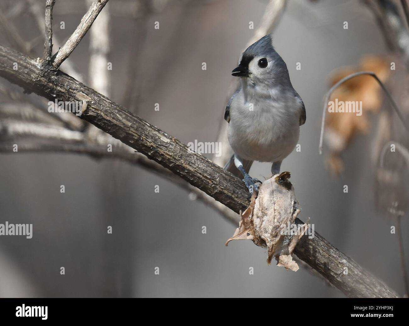 Tufted Titmouse (Baeolophus bicolor Stock Photo - Alamy