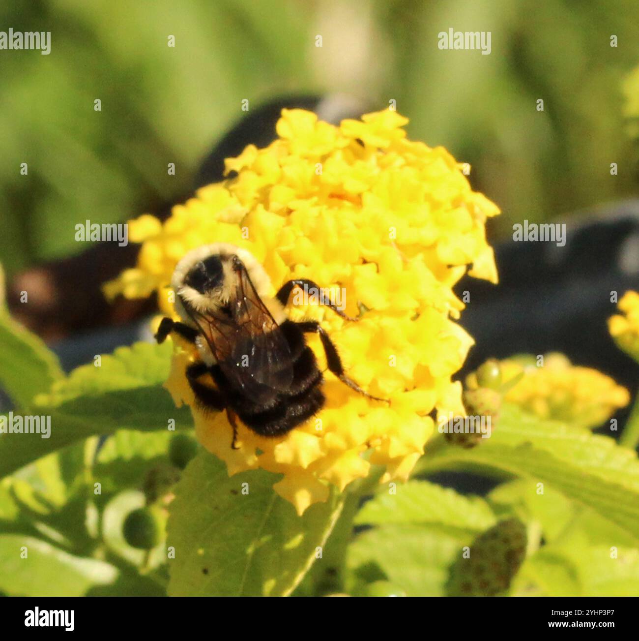 Common Eastern Bumble Bee (Bombus impatiens Stock Photo - Alamy