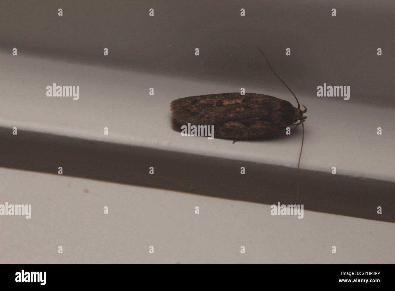 Brown House Moth (Hofmannophila pseudospretella Stock Photo - Alamy