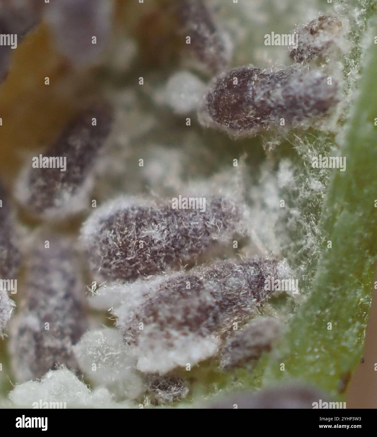 Witch-hazel Cone Gall Aphid (Hormaphis hamamelidis Stock Photo - Alamy