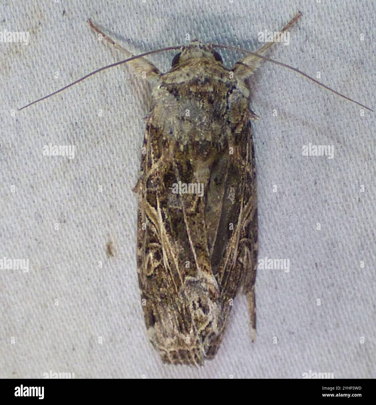 Yellow-striped Armyworm Moth (Spodoptera ornithogalli Stock Photo - Alamy