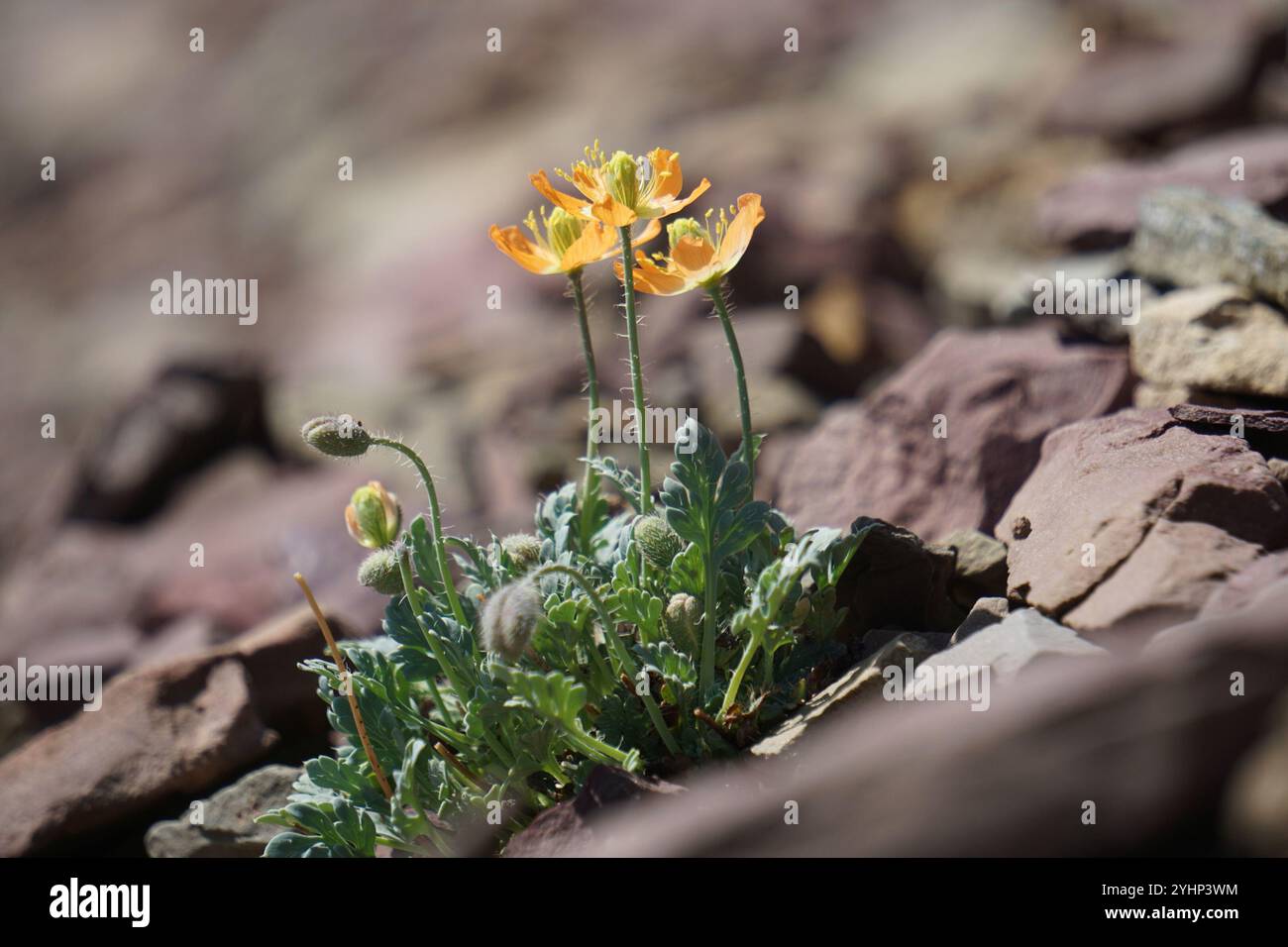 Alpine Glacier Poppy (Papaver pygmaeum Stock Photo - Alamy