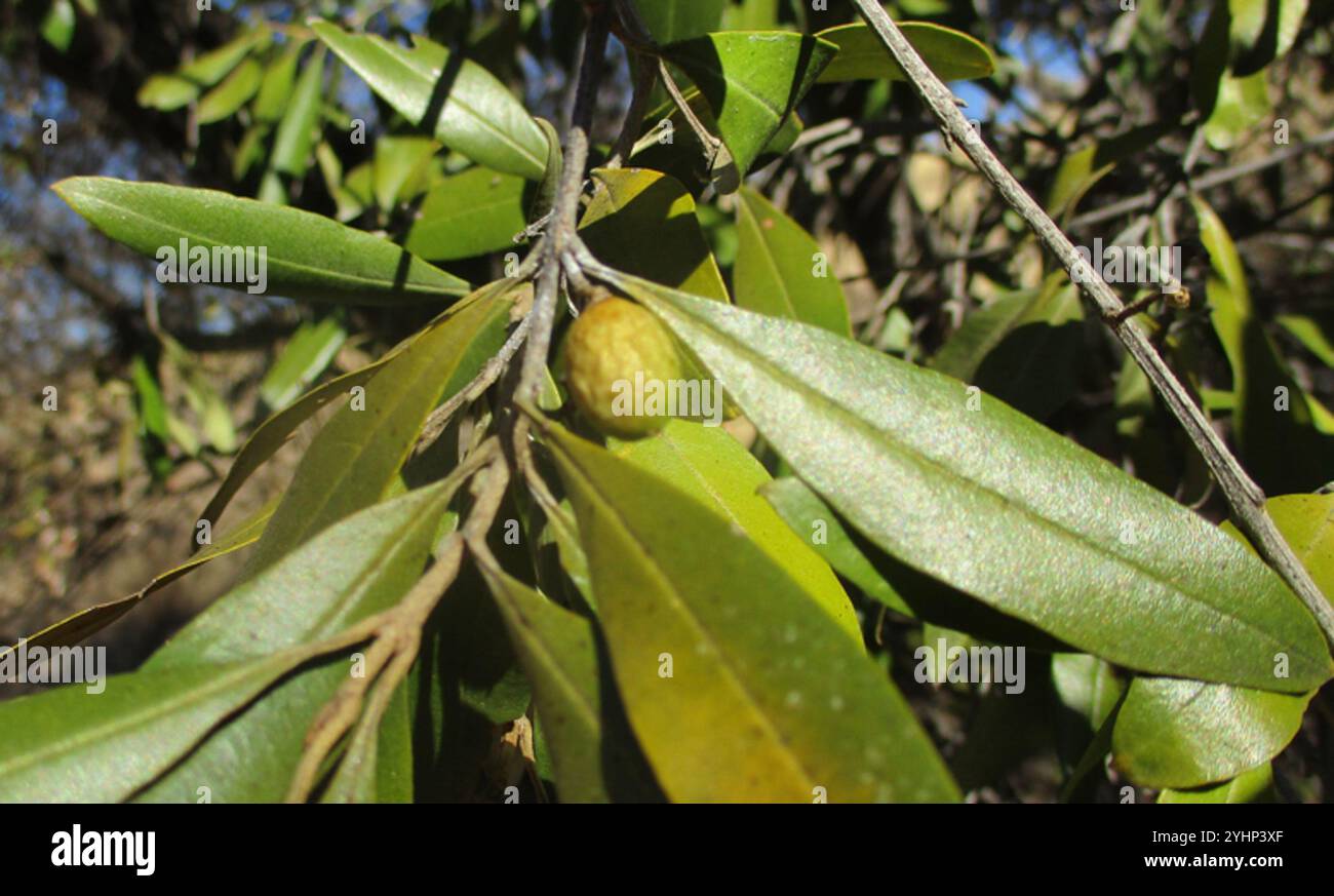 African olive (Olea europaea cuspidata Stock Photo - Alamy