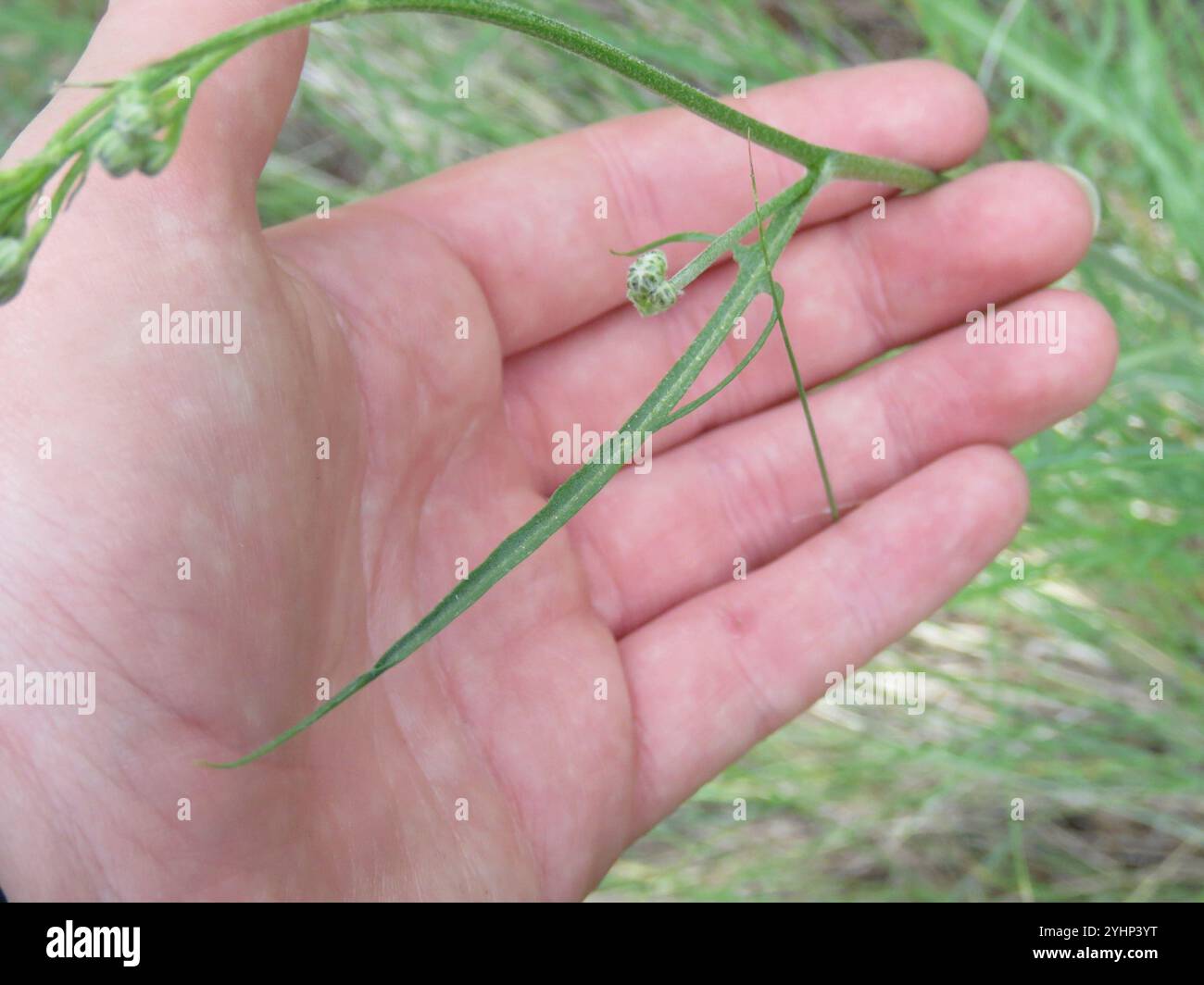 Slender Hawksbeard (Crepis atribarba Stock Photo - Alamy