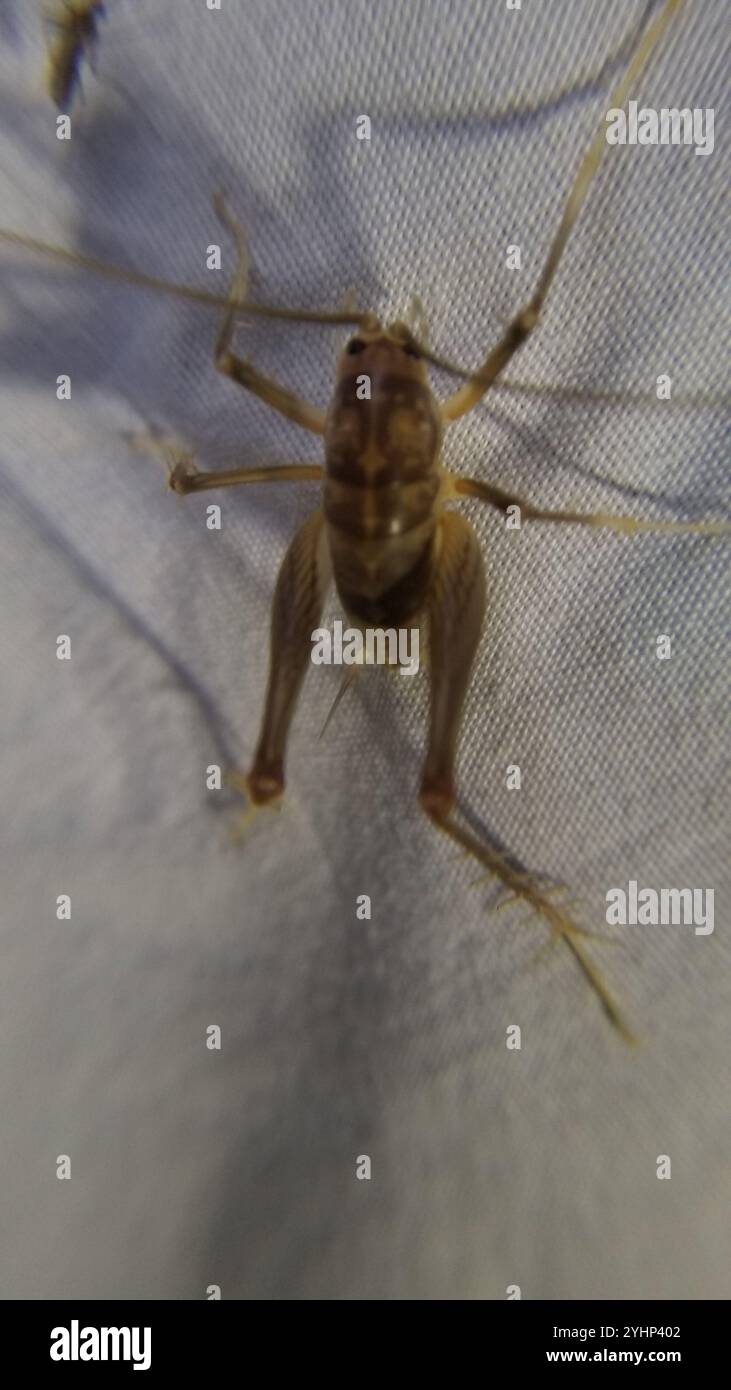 Camel Crickets, Cave Crickets, and Cave Wetas (Rhaphidophoroidea Stock ...