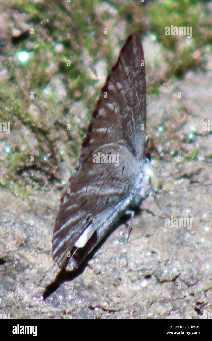Summer Azure (Celastrina neglecta Stock Photo - Alamy