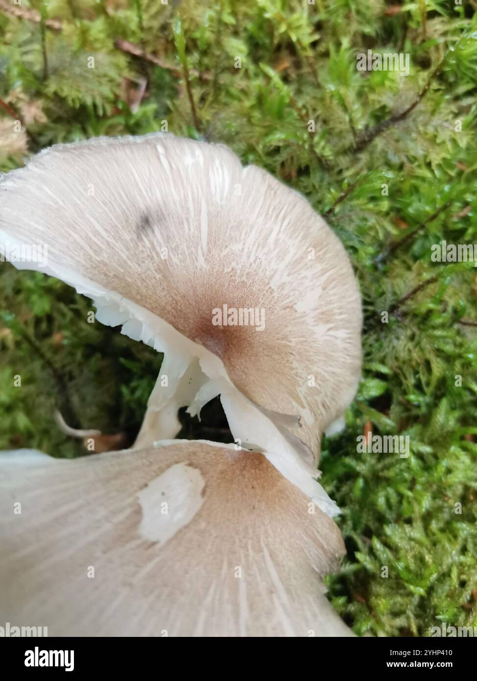 Fragrant Funnel (Clitocybe fragrans Stock Photo - Alamy