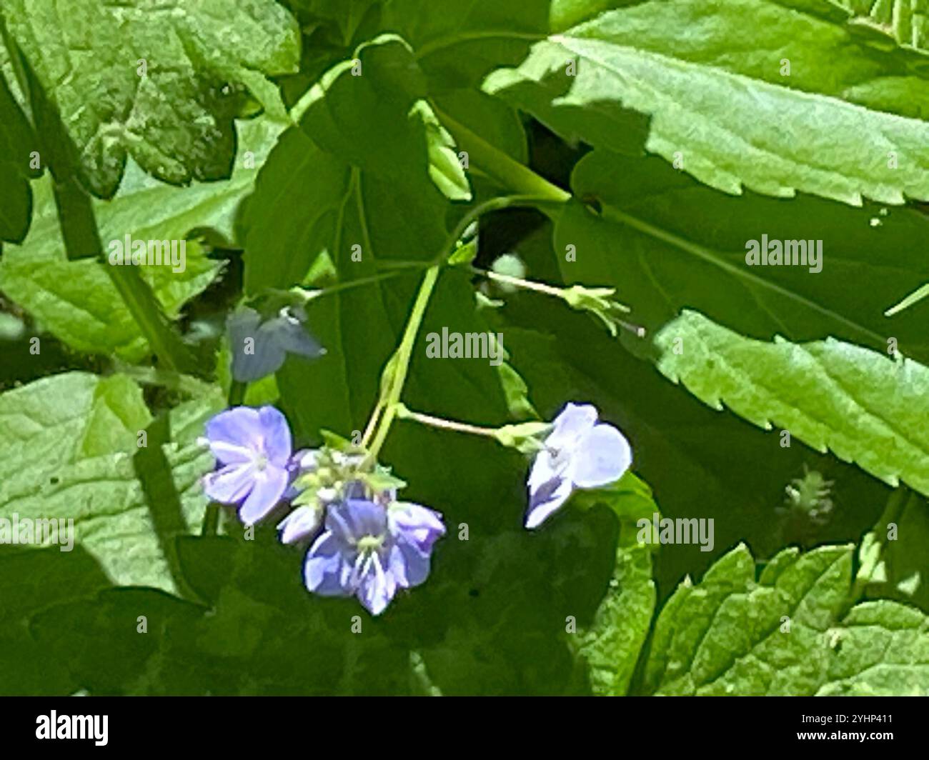 American brooklime (Veronica americana Stock Photo - Alamy