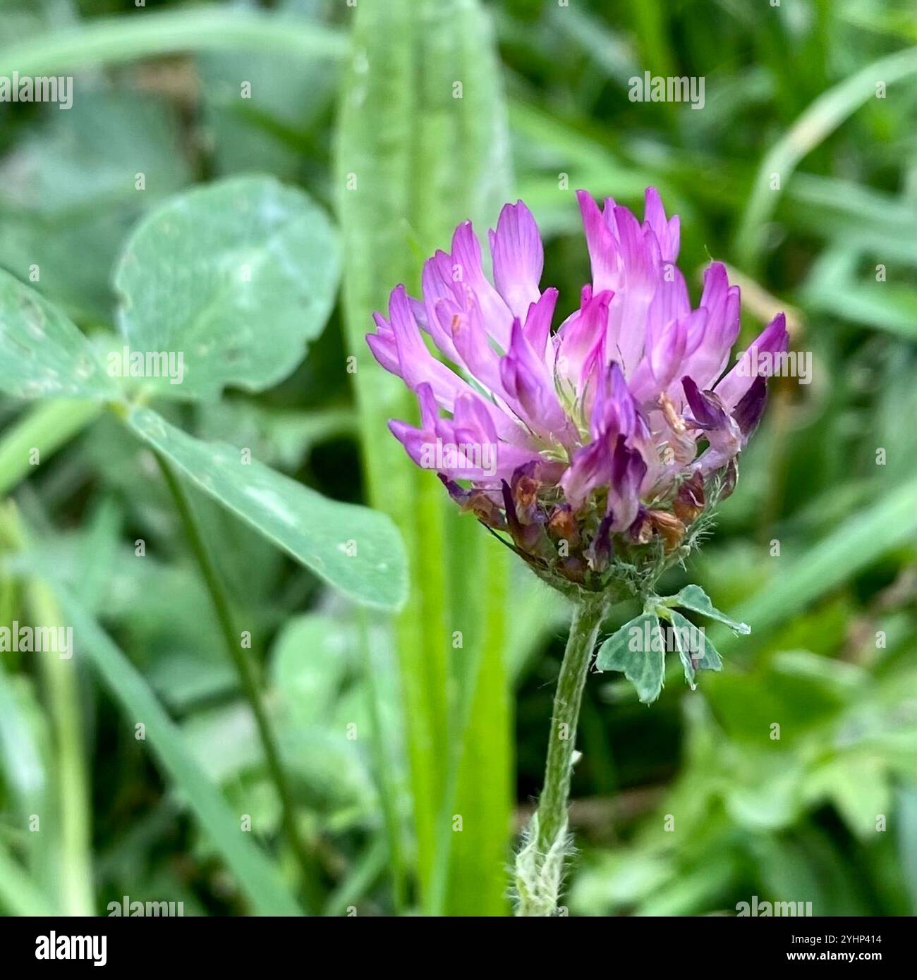 Red Clover (Trifolium pratense Stock Photo - Alamy