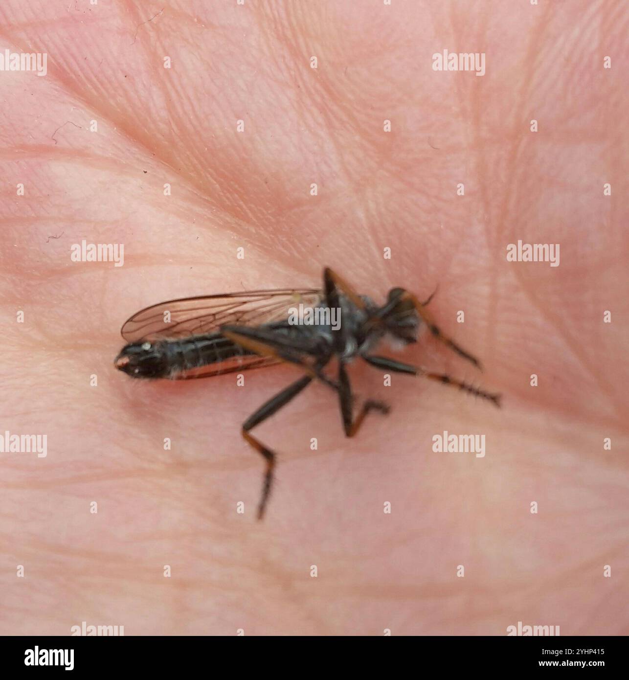 Neomochtherus hi-res stock photography and images - Alamy