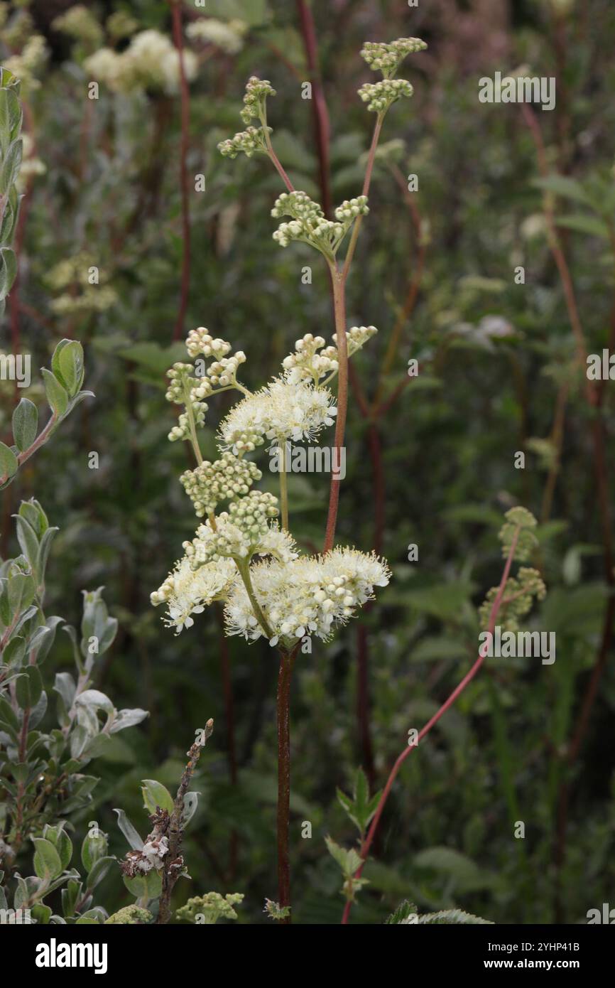 Meadowsweet (Filipendula ulmaria Stock Photo - Alamy