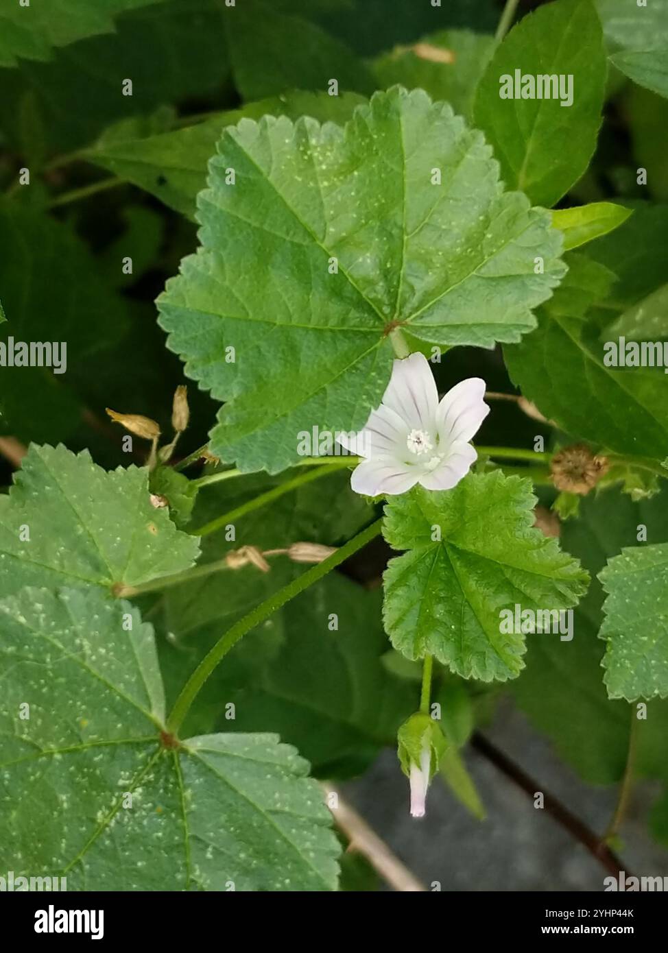 dwarf mallow (Malva neglecta Stock Photo - Alamy