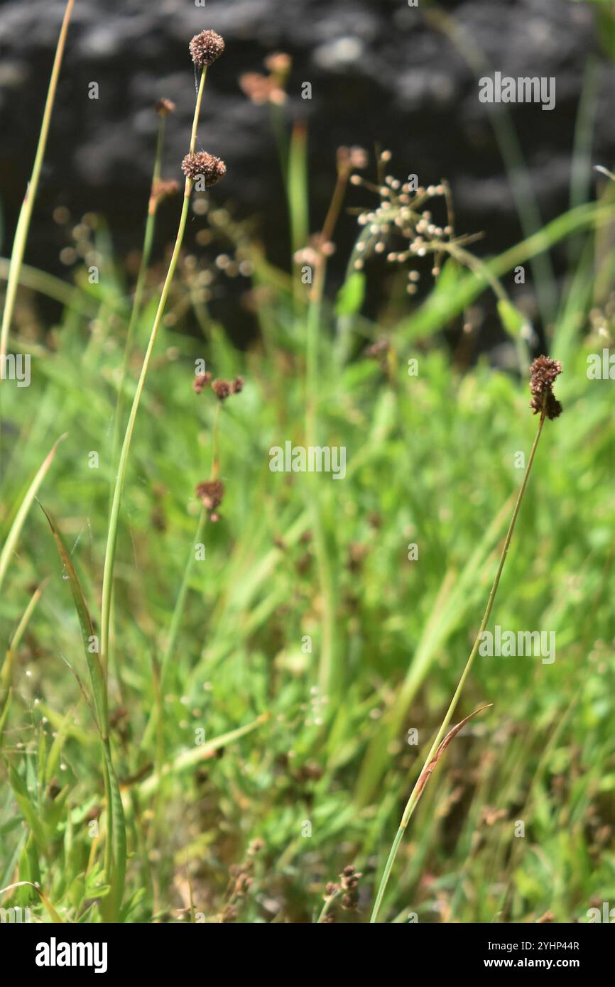dagger rush (Juncus ensifolius Stock Photo - Alamy