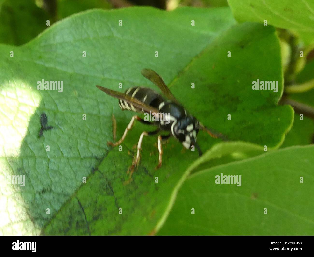 Blackjacket (Vespula consobrina Stock Photo - Alamy