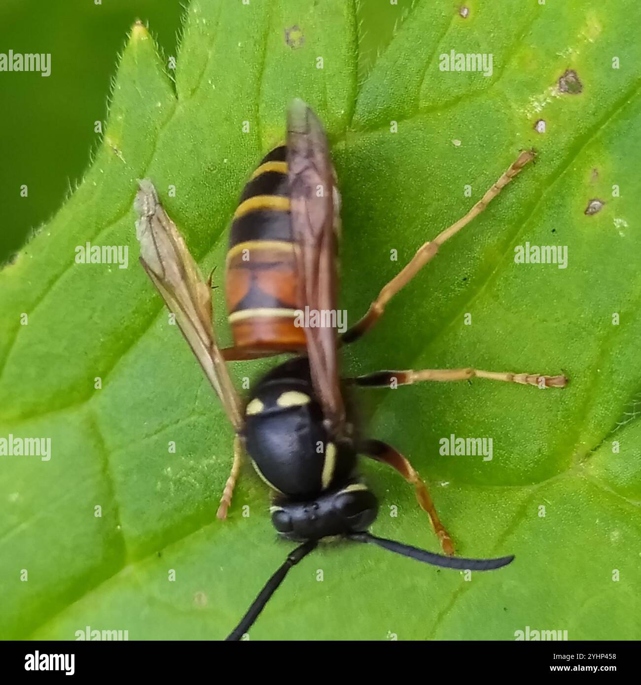 Red-banded Yellowjacket (Vespula rufa Stock Photo - Alamy