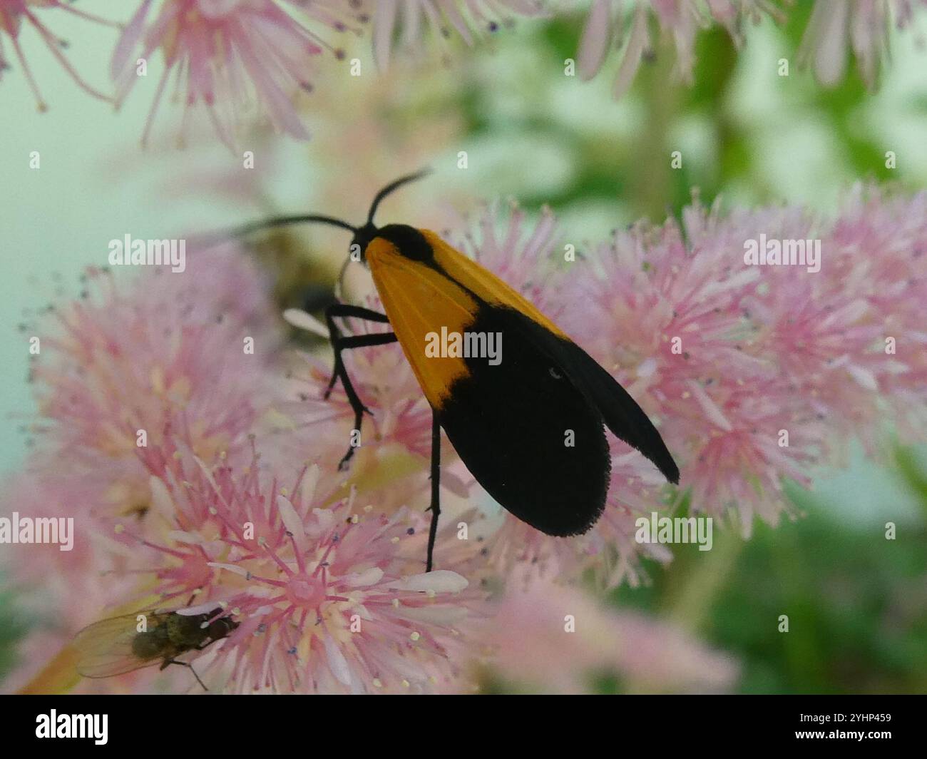 Black-and-yellow Lichen Moth (Lycomorpha pholus Stock Photo - Alamy