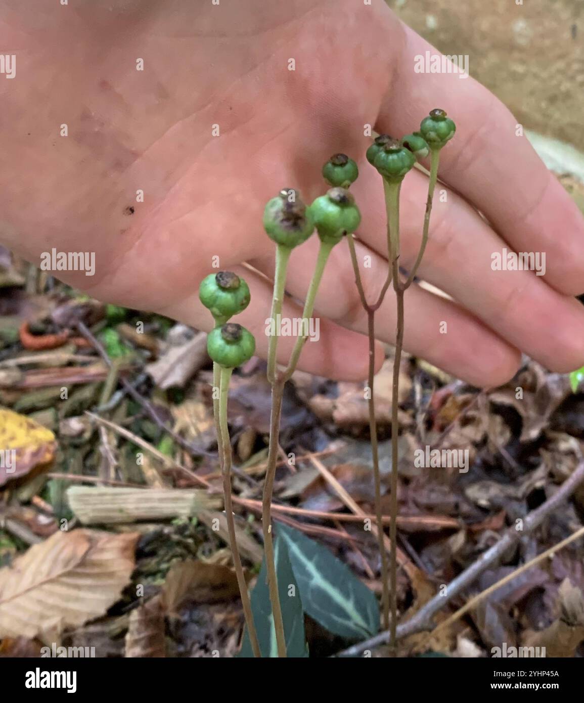 striped wintergreen (Chimaphila maculata Stock Photo - Alamy