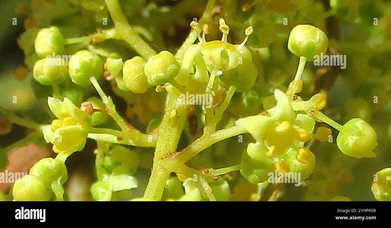 african sumac (Searsia lancea Stock Photo - Alamy