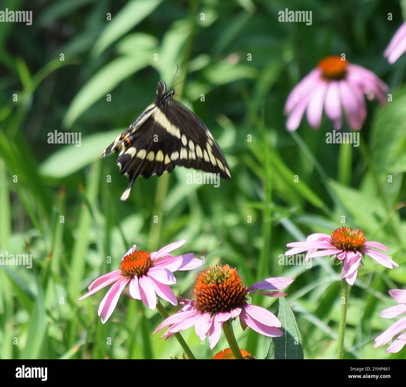 Eastern Giant Swallowtail (Heraclides cresphontes Stock Photo - Alamy