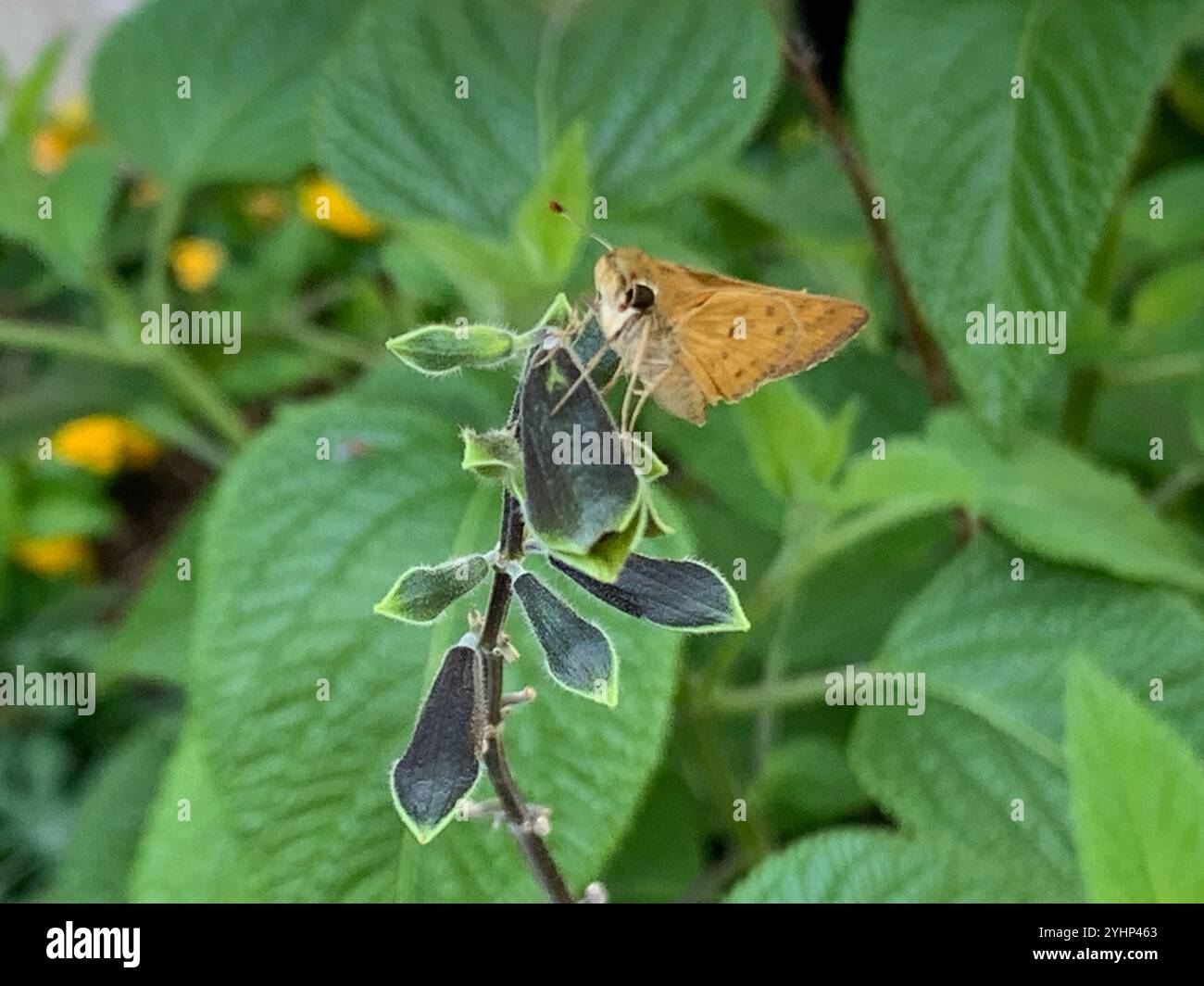 Fiery Skipper (Hylephila phyleus Stock Photo - Alamy