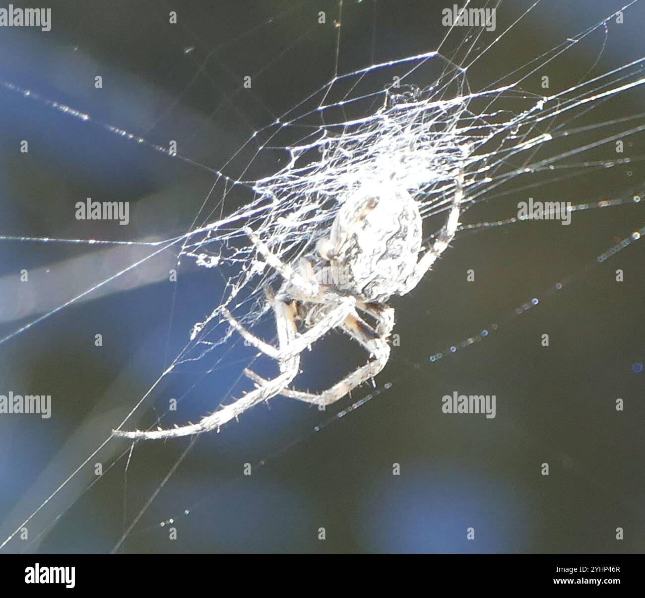 Grey Cross Spider (Larinioides sclopetarius Stock Photo - Alamy