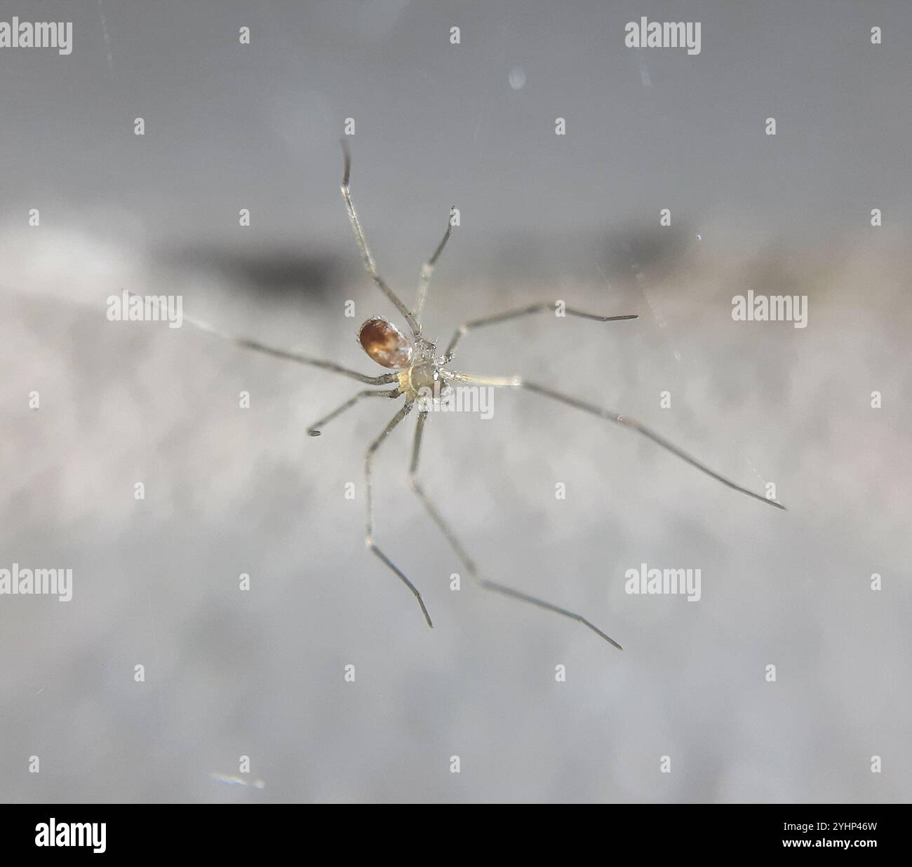 Cellar Spiders (Pholcidae Stock Photo - Alamy