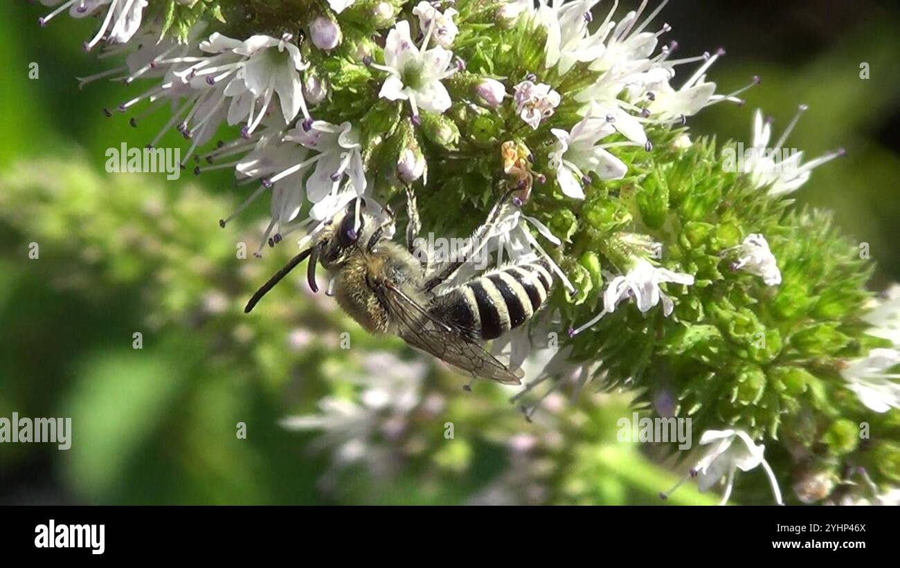 Cellophane bees hi-res stock photography and images - Alamy