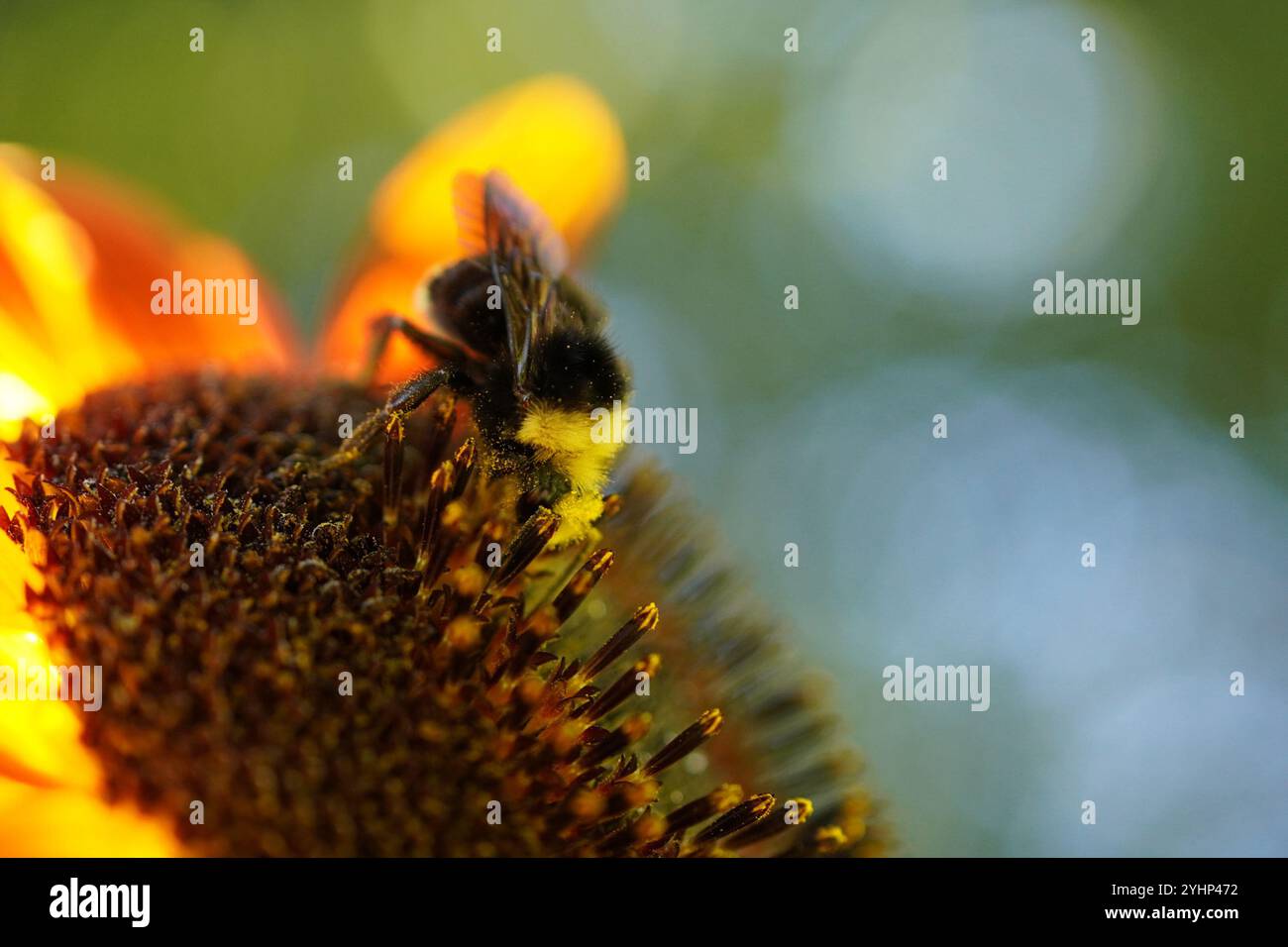 Yellow-faced Bumble Bee (Bombus vosnesenskii Stock Photo - Alamy