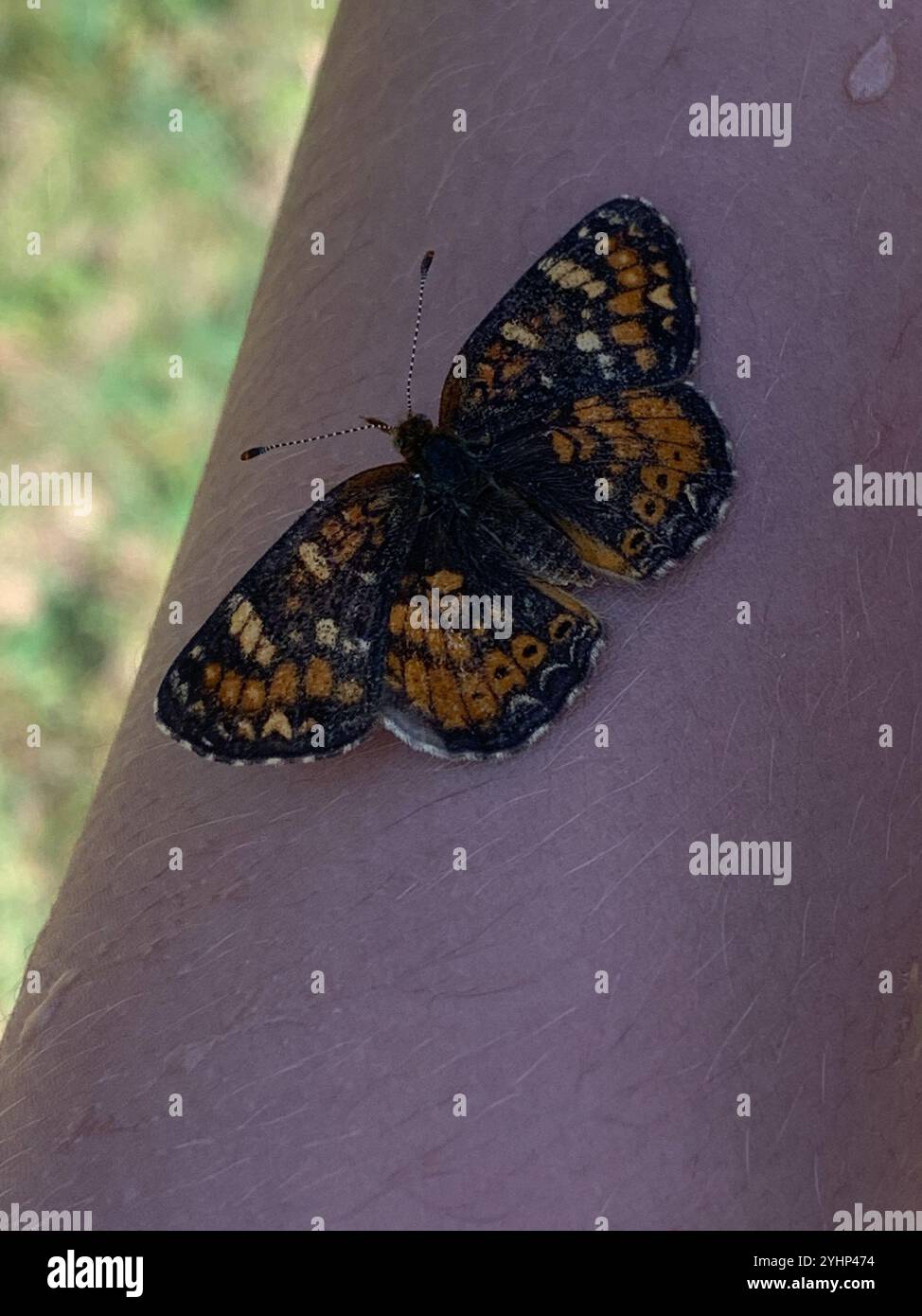 Field Crescent (Phyciodes pulchella Stock Photo - Alamy
