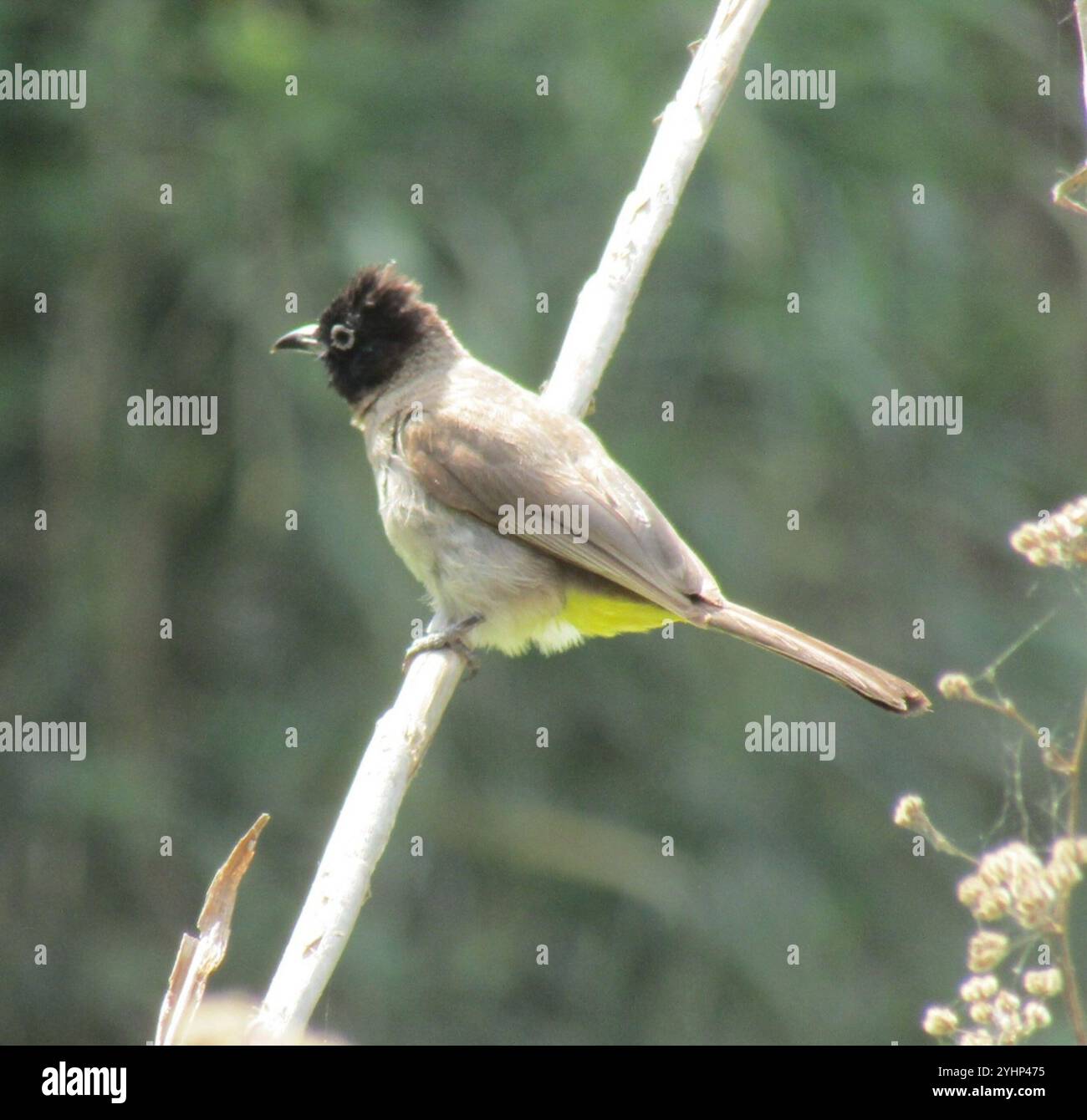 White-spectacled Bulbul (Pycnonotus xanthopygos Stock Photo - Alamy