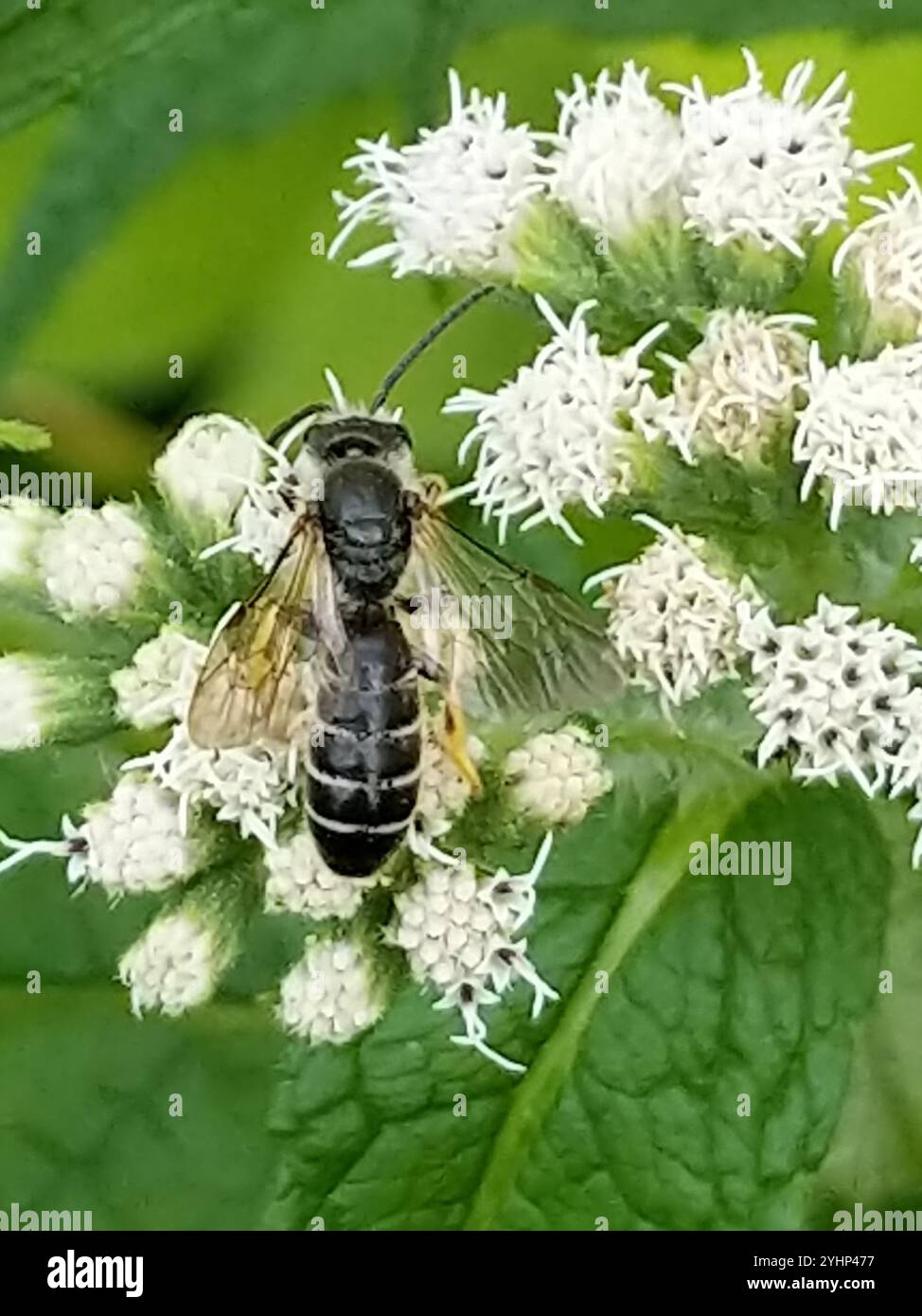 Furrow Bees (Halictus Stock Photo - Alamy