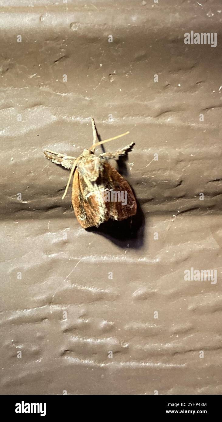Purple-crested Slug Moth (Adoneta spinuloides Stock Photo - Alamy