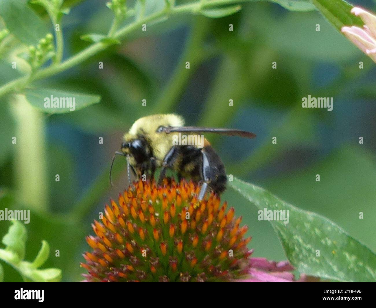 Brown-belted Bumble Bee (Bombus griseocollis Stock Photo - Alamy