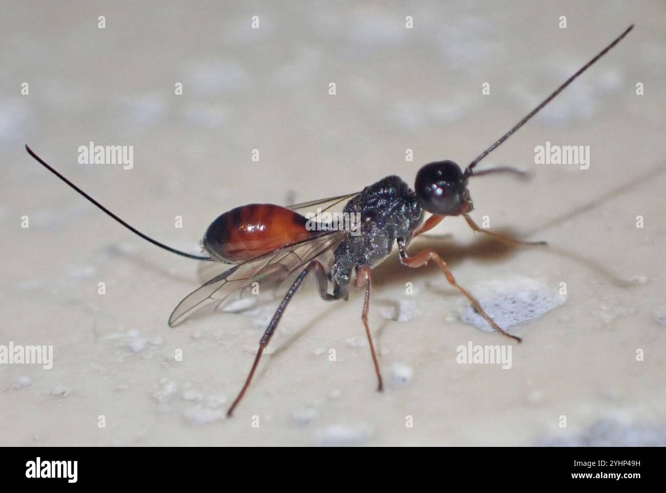 Aulacus hi-res stock photography and images - Alamy