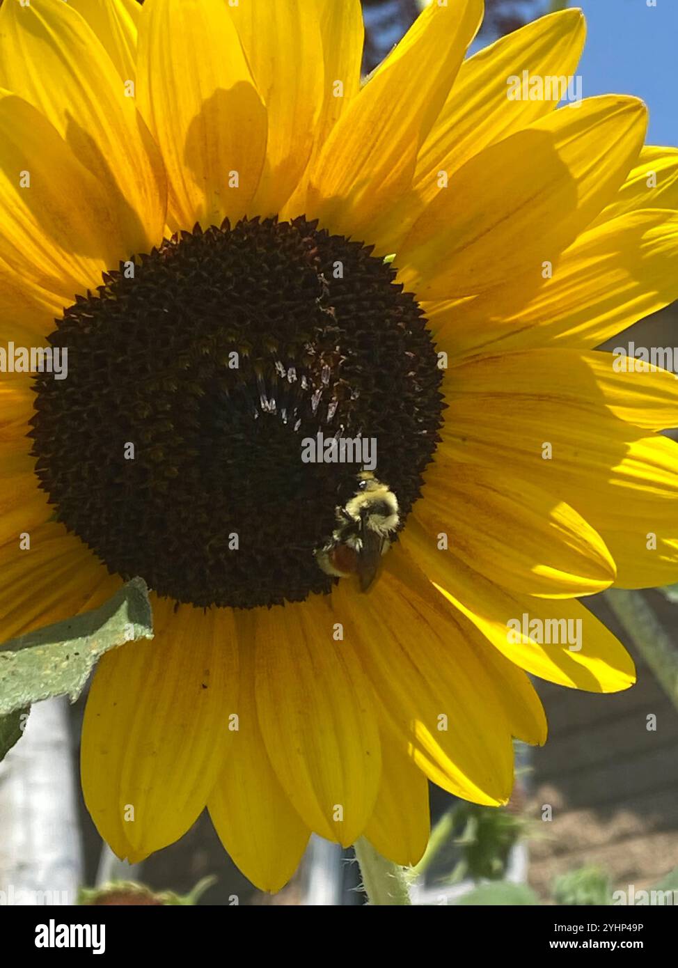 Hunt's Bumble Bee (Bombus huntii Stock Photo - Alamy