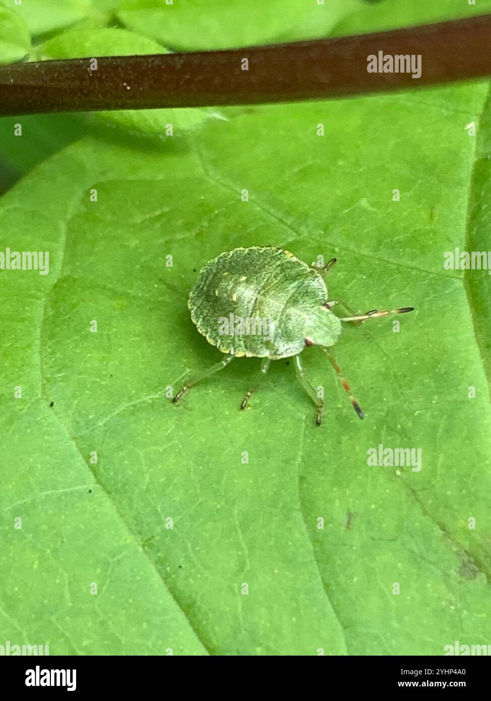 Green Shield Bug (Palomena prasina Stock Photo - Alamy