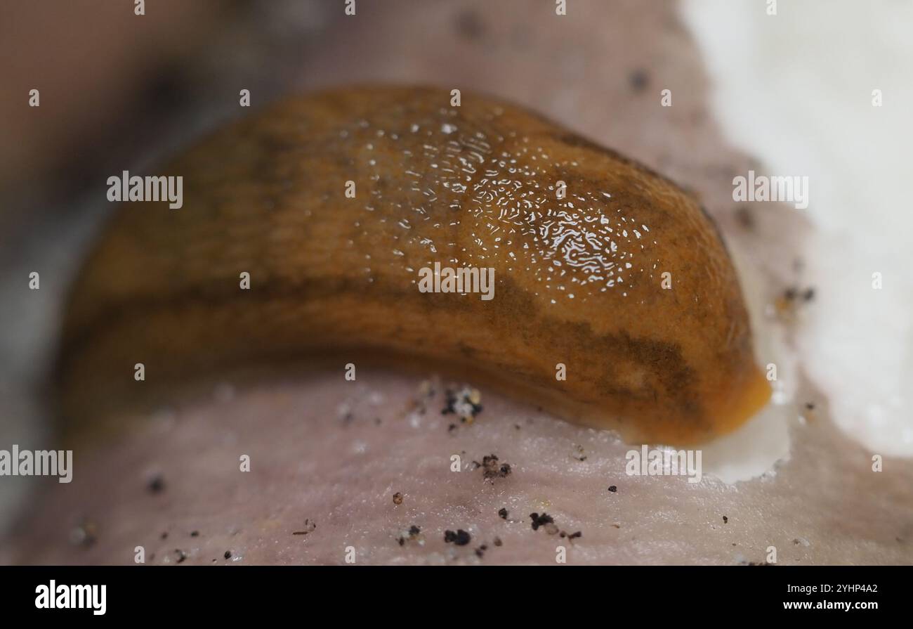 Western Dusky Slug (Arion subfuscus Stock Photo - Alamy