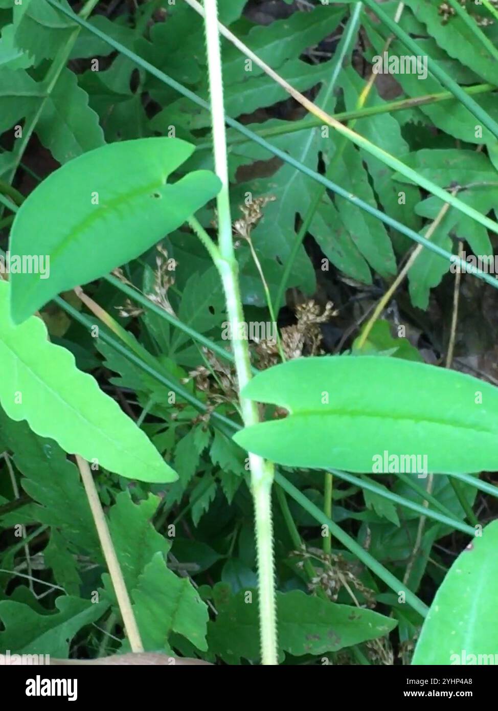 arrow-leaved tearthumb (Persicaria sagittata Stock Photo - Alamy