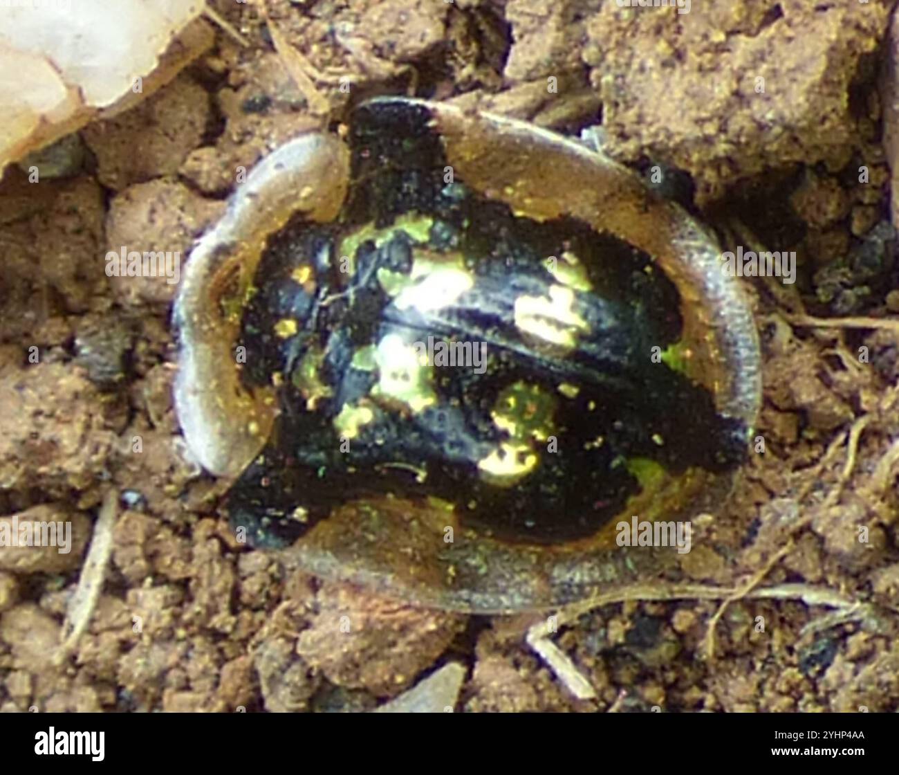 Mottled Tortoise Beetle (Deloyala guttata Stock Photo - Alamy