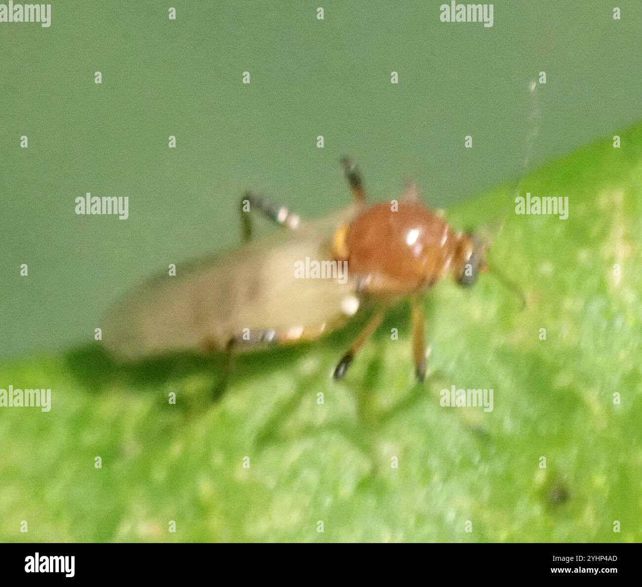 Biting Midges (Ceratopogonidae Stock Photo - Alamy