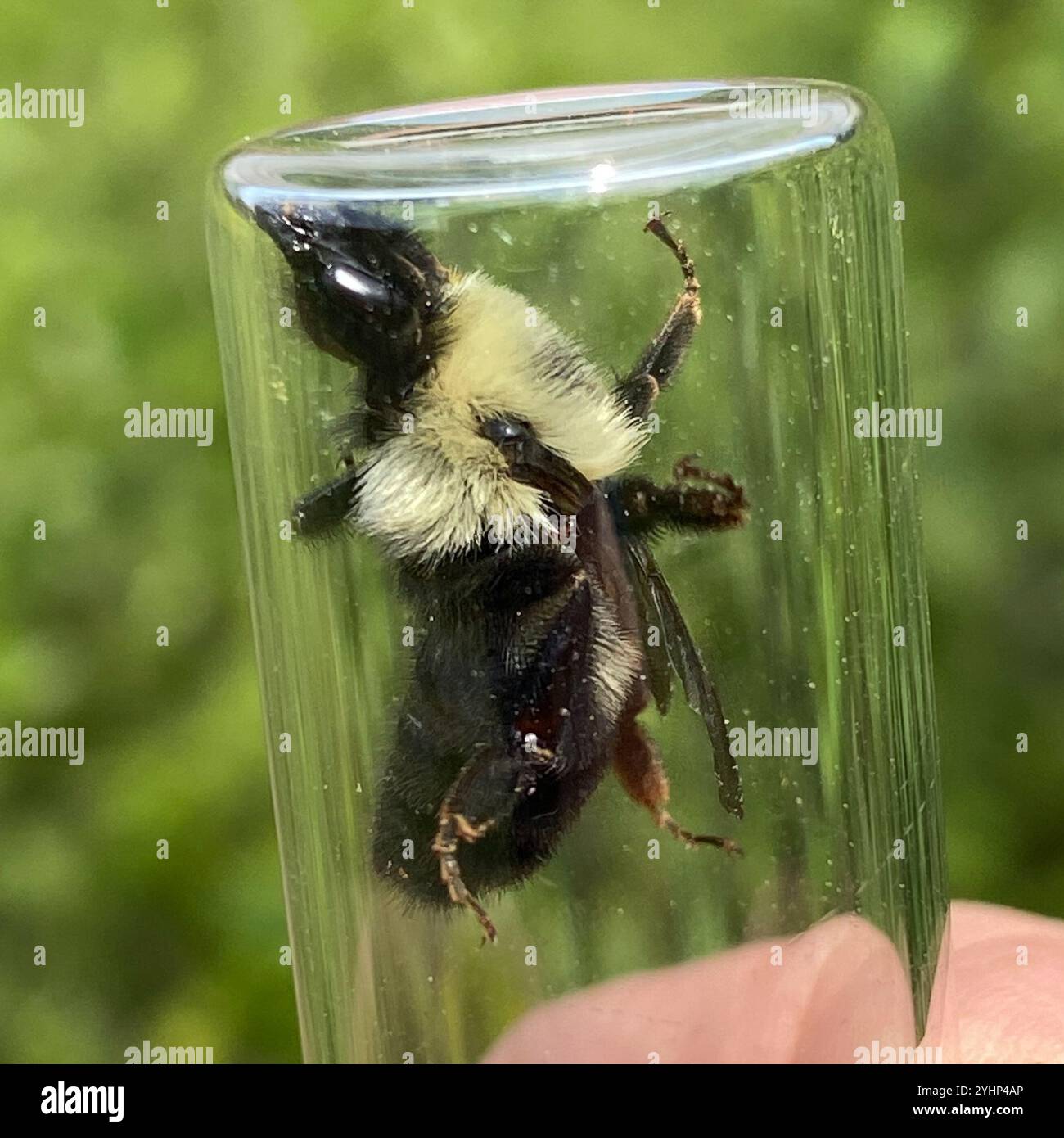 Two-spotted Bumble Bee (Bombus bimaculatus Stock Photo - Alamy